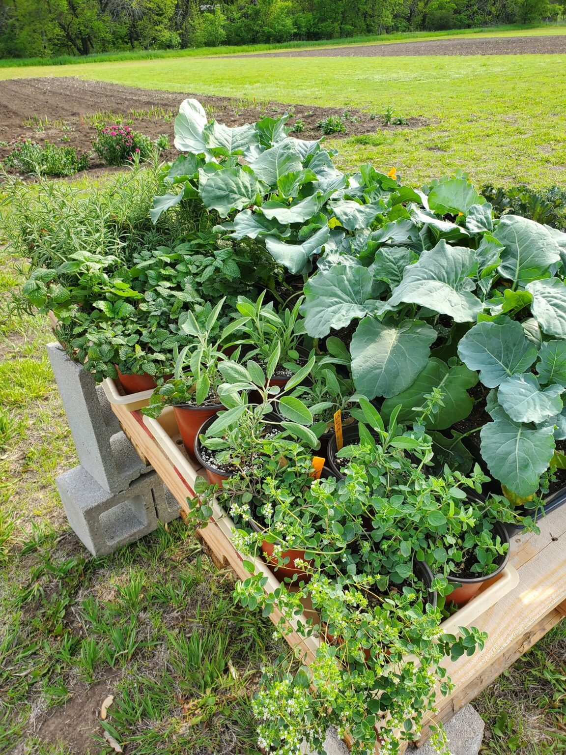 You Pick Options - Bramble's Edge Farm