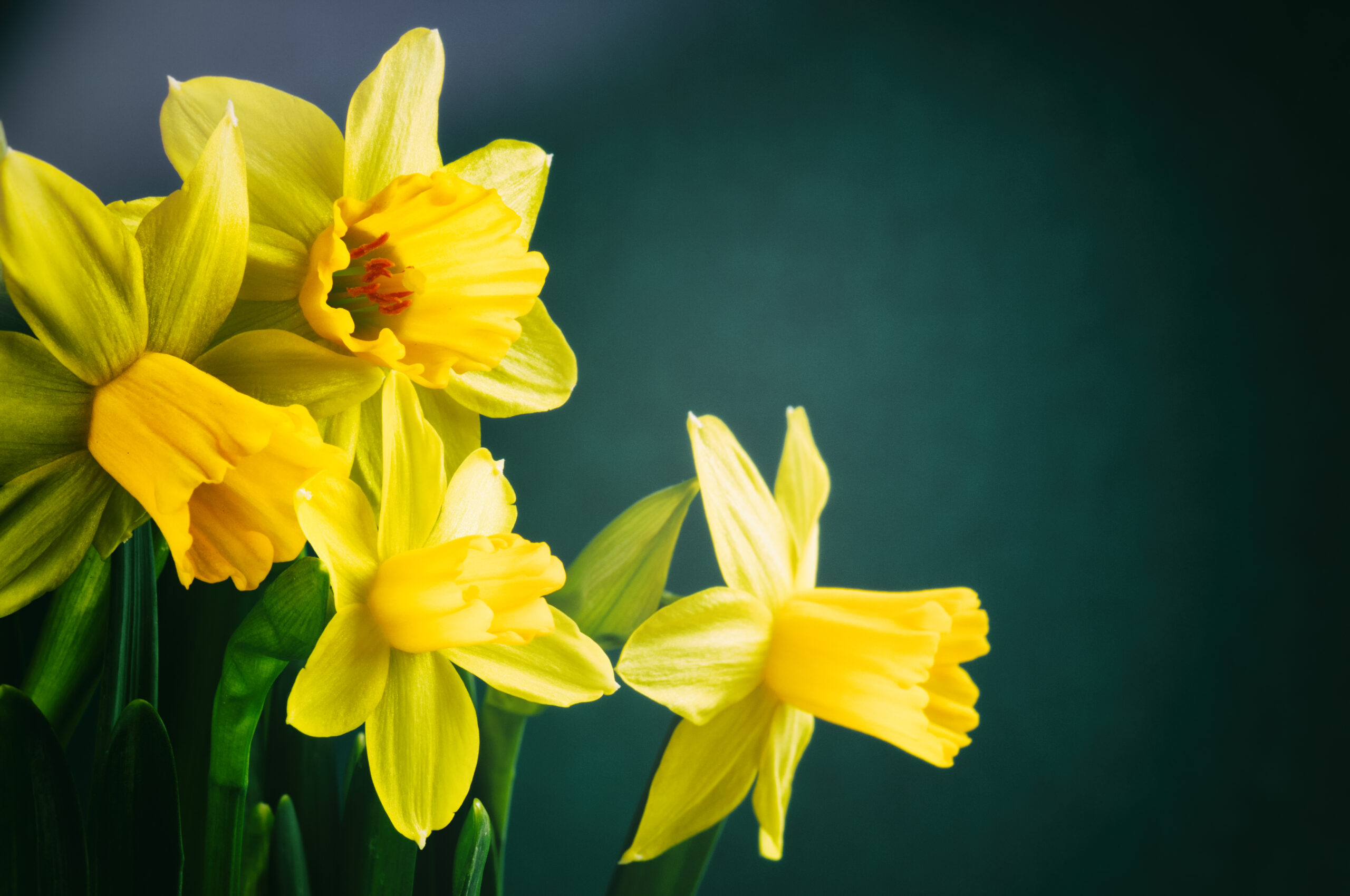 Daffodil Days | March 22 - April 8 | Bramble's Edge Farm